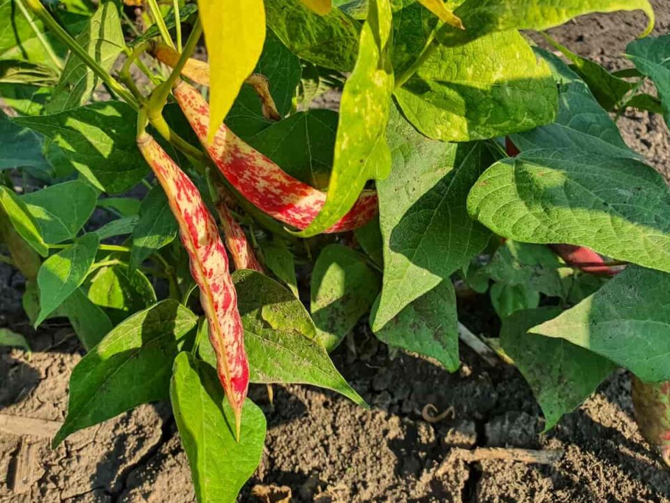 What to Know About Tongues of Fire Beans - Minneopa Orchards