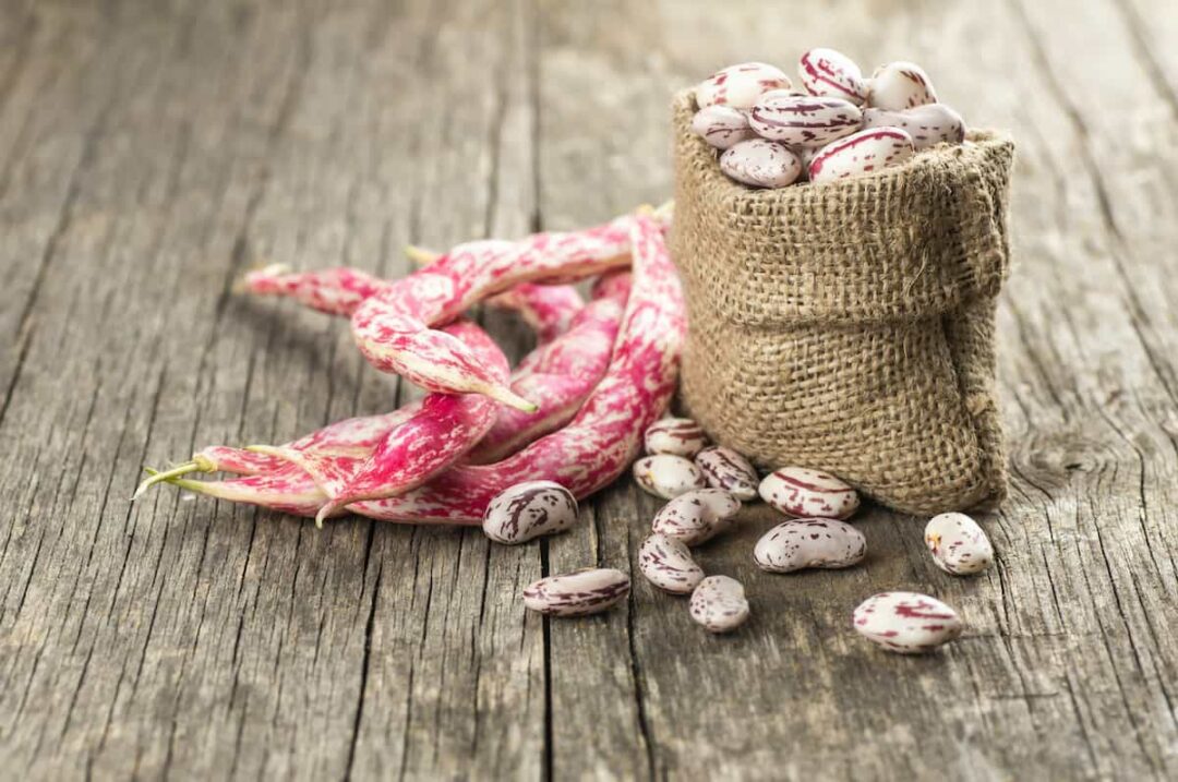 What to Know About Tongues of Fire Beans - Minneopa Orchards