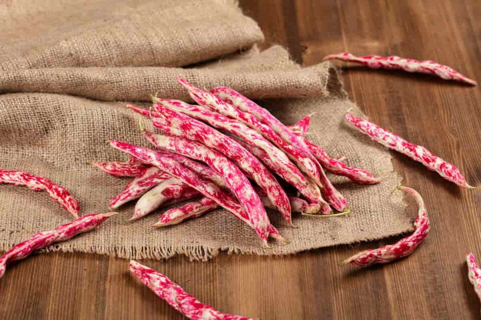 What to Know About Tongues of Fire Beans - Minneopa Orchards