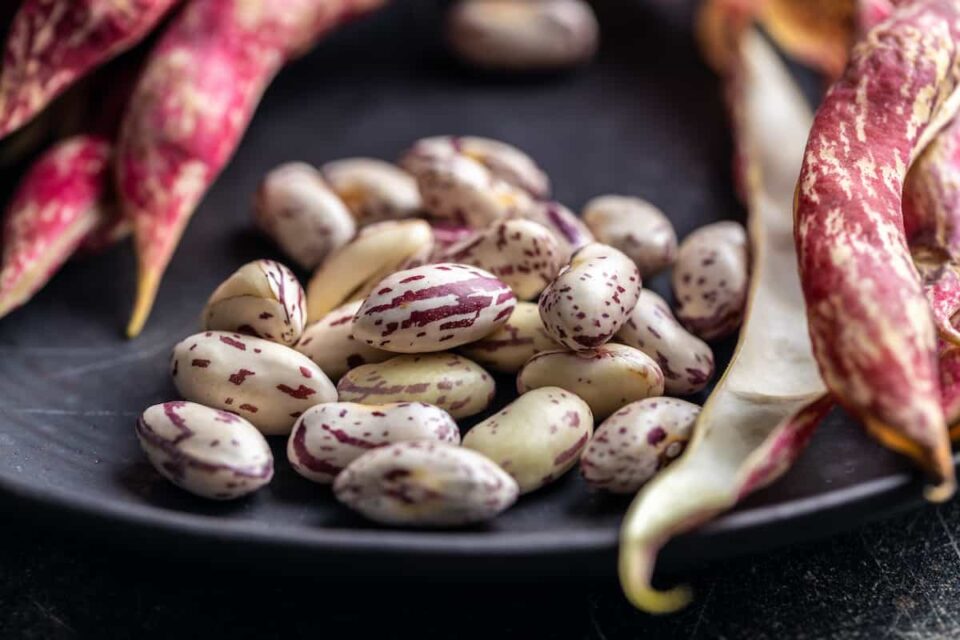 What to Know About Tongues of Fire Beans - Minneopa Orchards