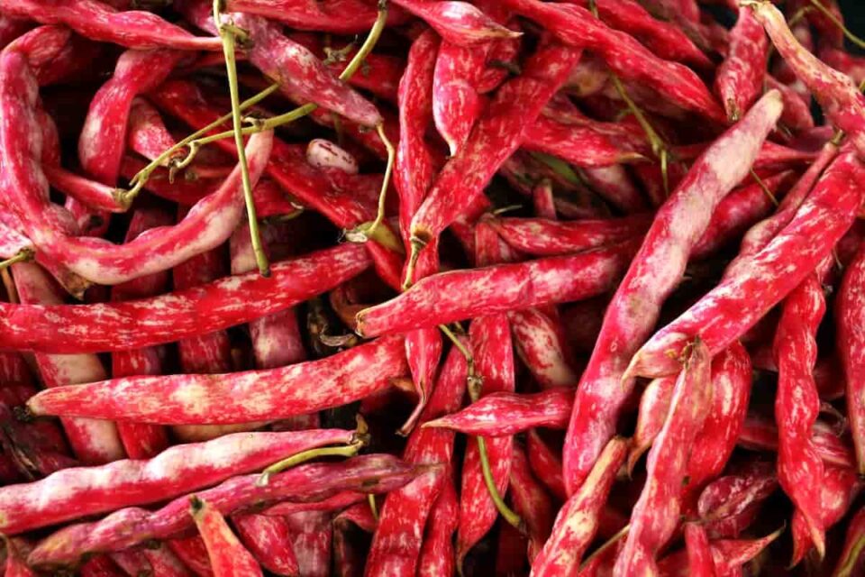 What to Know About Tongues of Fire Beans - Minneopa Orchards