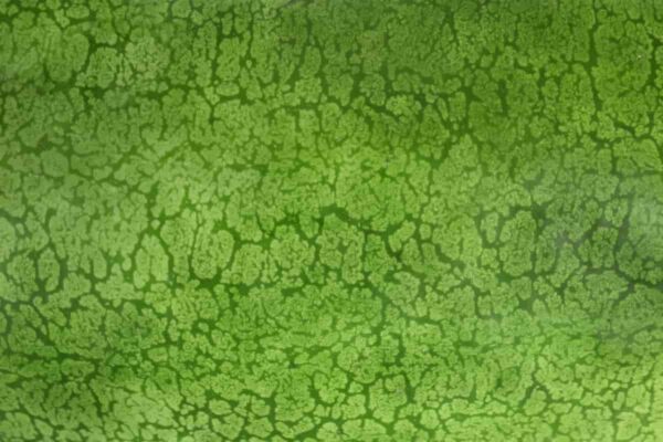 The Charleston Gray Watermelon - Minneopa Orchards