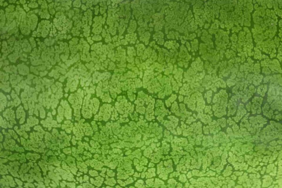 The Charleston Gray Watermelon - Minneopa Orchards