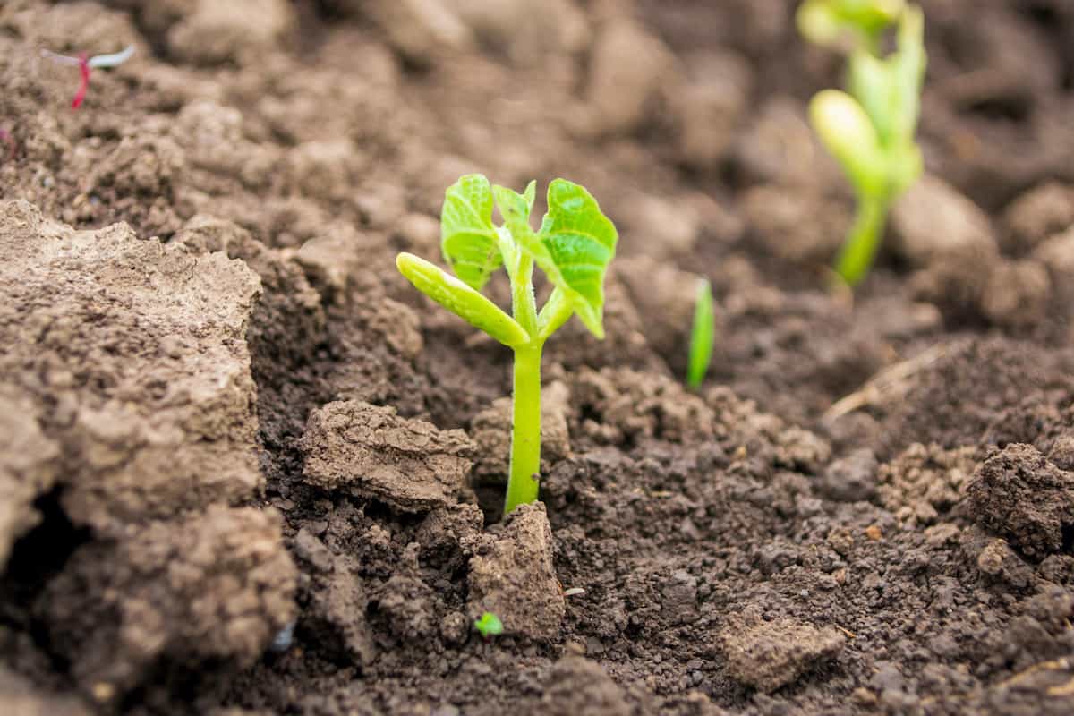 Provider Bush Beans - Minneopa Orchards