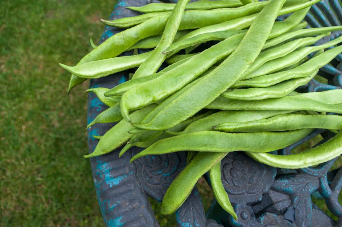 Scarlet Emperor Runner Beans - Minneopa Orchards