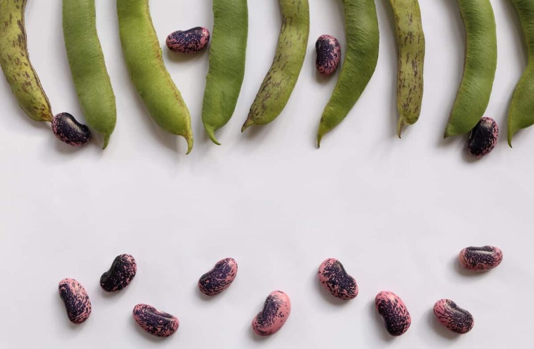 Scarlet Emperor Runner Beans - Minneopa Orchards