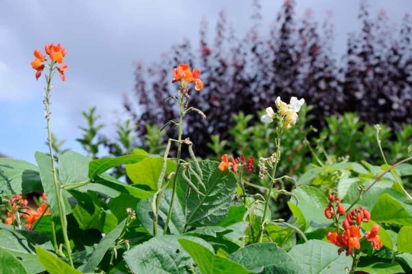 Scarlet Emperor Runner Beans - Minneopa Orchards