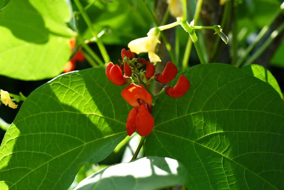 Scarlet Emperor Runner Beans - Minneopa Orchards