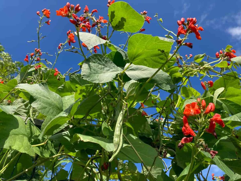 Scarlet Emperor Runner Beans - Minneopa Orchards