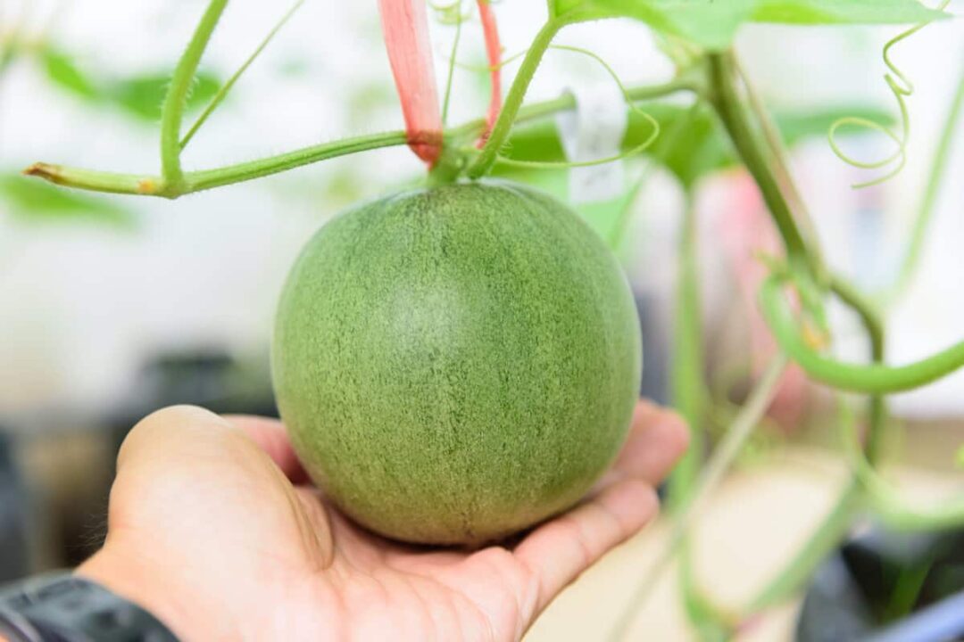 The Charleston Gray Watermelon - Minneopa Orchards