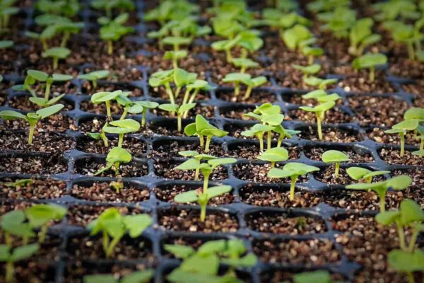 How to Care for Seedlings: Growing Healthy Seedlings - Minneopa Orchards