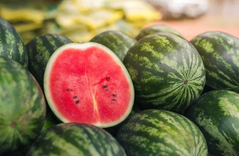 The Allsweet Watermelon - Minneopa Orchards