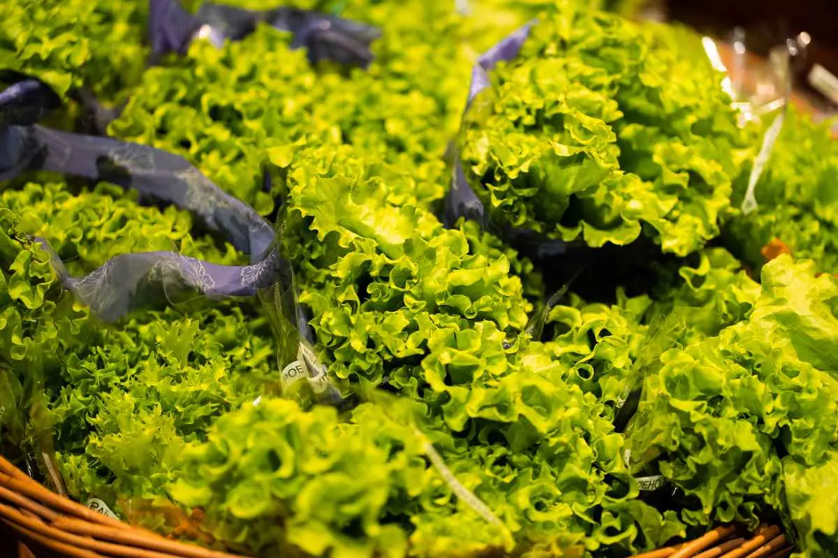 Lettuce - Minneopa Orchards