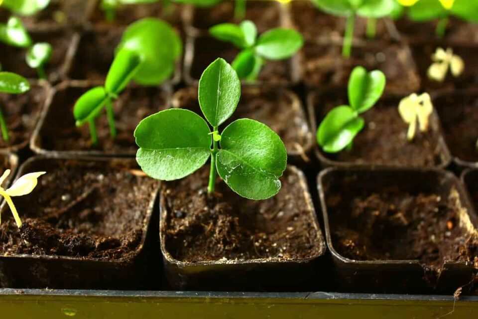 How to Grow an Orange Tree From Seed - Minneopa Orchards