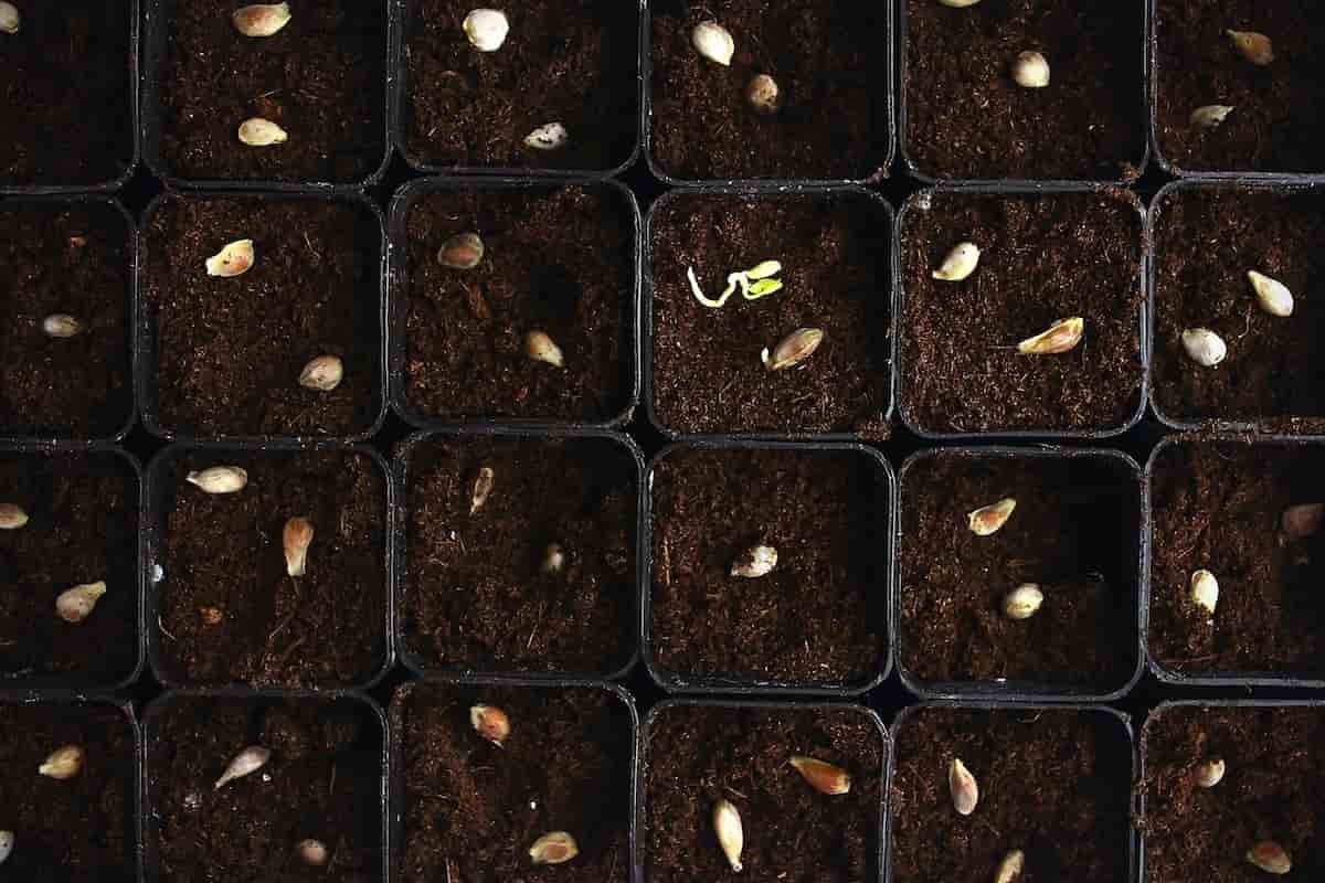 How to Grow an Orange Tree From Seed - Minneopa Orchards