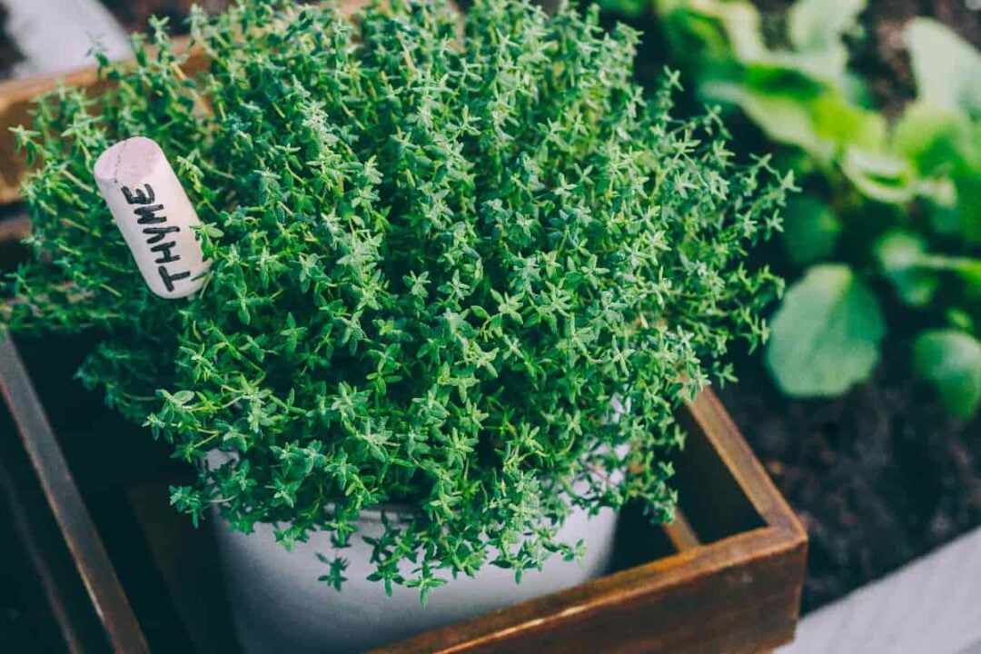 How to Plant Thyme - Minneopa Orchards