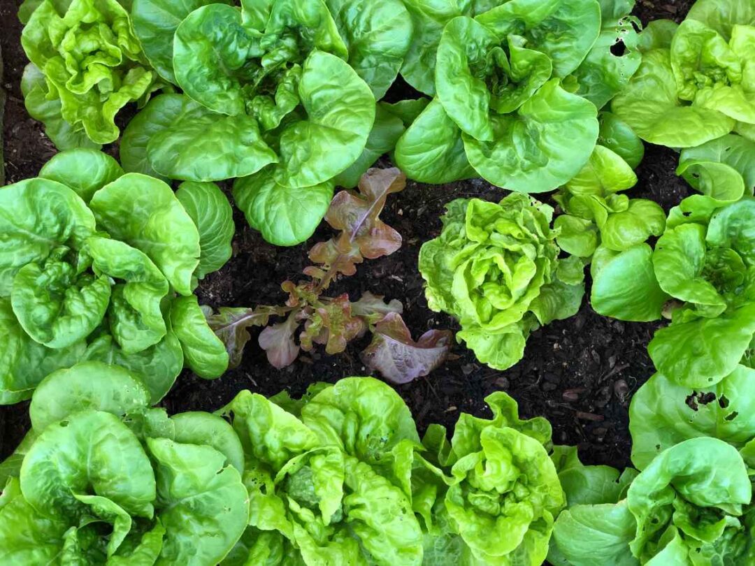 Tom Thumb Lettuce: How to Plant, Grow, and Eat This Delicious Leafy ...
