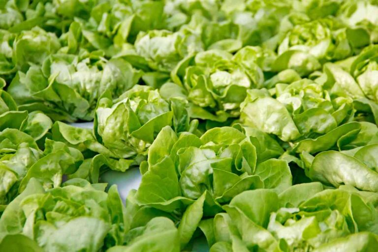 Tom Thumb Lettuce: How to Plant, Grow, and Eat This Delicious Leafy ...