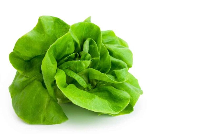 Tom Thumb Lettuce: How to Plant, Grow, and Eat This Delicious Leafy ...