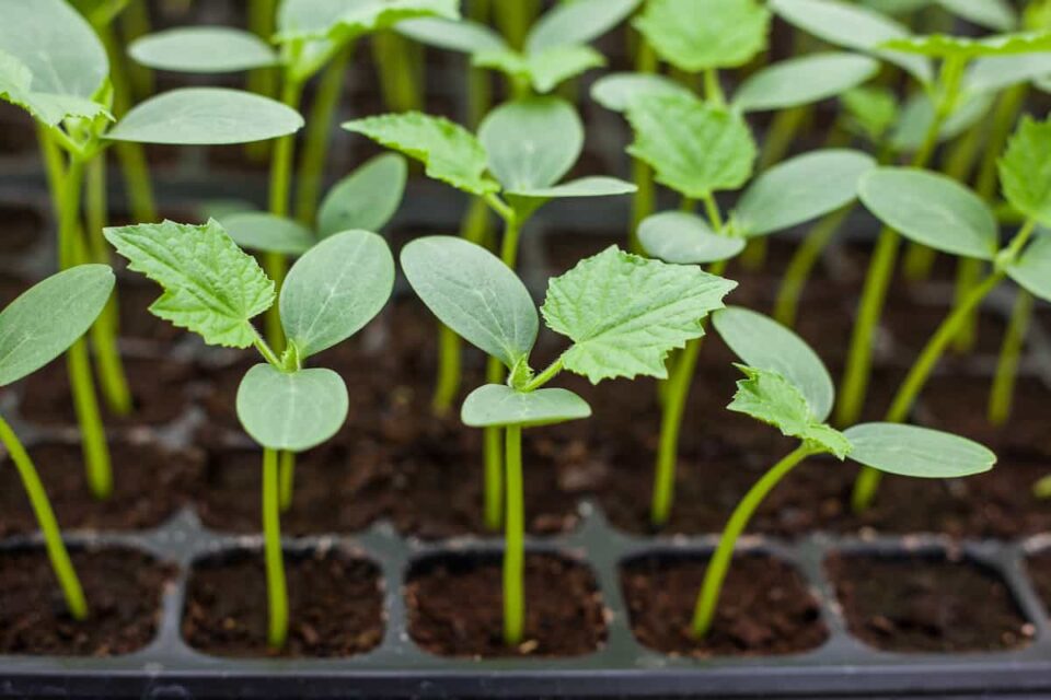How to Care for Seedlings: Growing Healthy Seedlings - Minneopa Orchards
