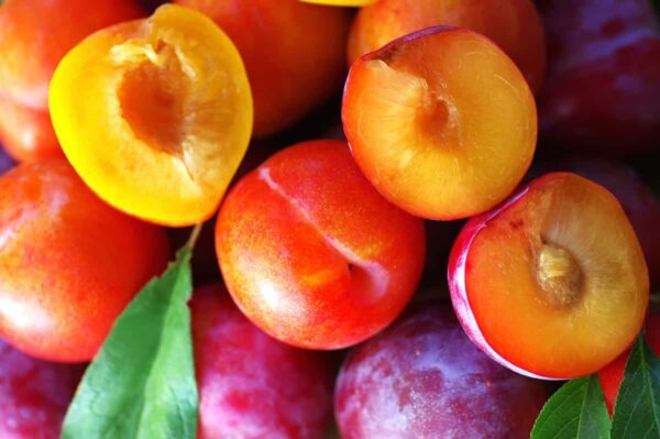 Plum Nutrition Facts - Minneopa Orchards