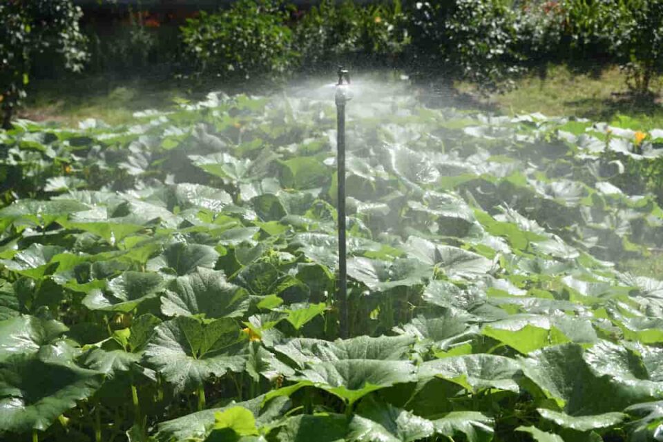 Pumpkin Water Guide: Everything You Need To Know About Watering Pumpkin ...