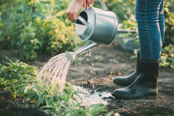 30 Common Gardening Myths Debunked - Minneopa Orchards