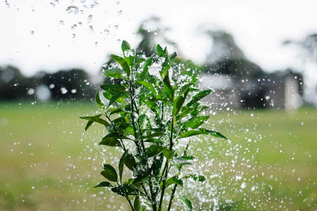 How to Plant a Lemon Tree - Minneopa Orchards