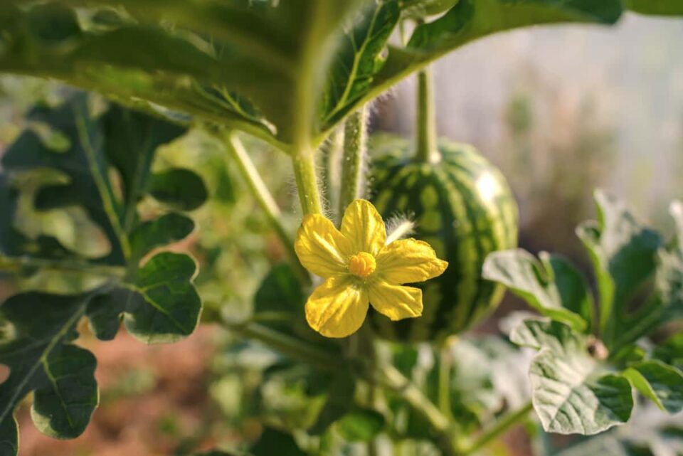 All About the Mini Piccolo Watermelon - Minneopa Orchards