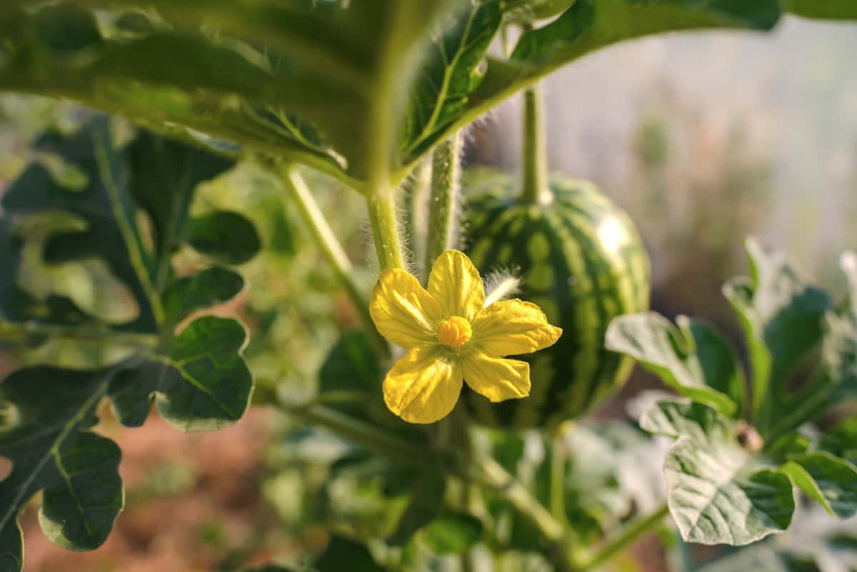 The Allsweet Watermelon - Minneopa Orchards