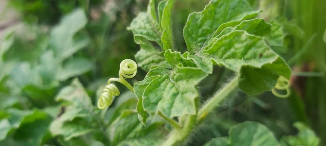 The Blacktail Mountain Watermelon - Minneopa Orchards