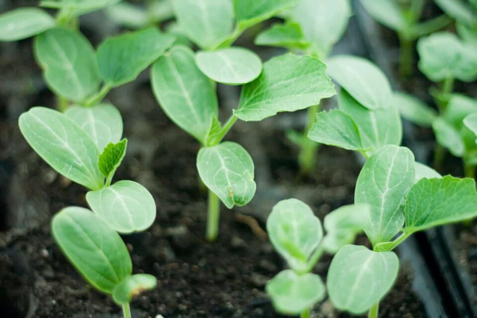 How to Care for Seedlings: Growing Healthy Seedlings - Minneopa Orchards