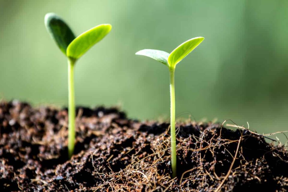 All About the Mini Piccolo Watermelon - Minneopa Orchards