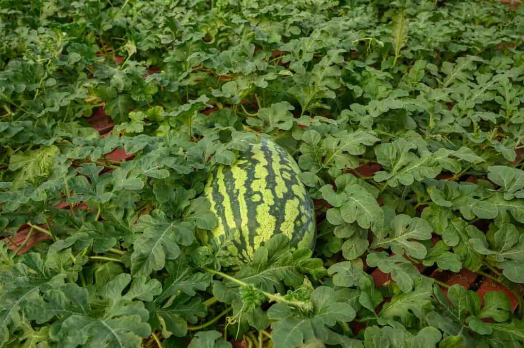 The Georgia Rattlesnake Watermelon - Minneopa Orchards