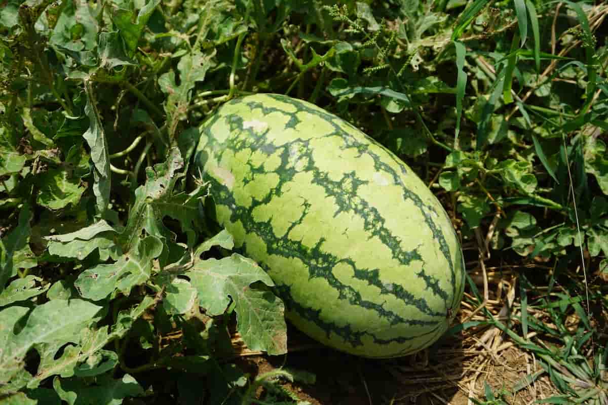 The Georgia Rattlesnake Watermelon - Minneopa Orchards