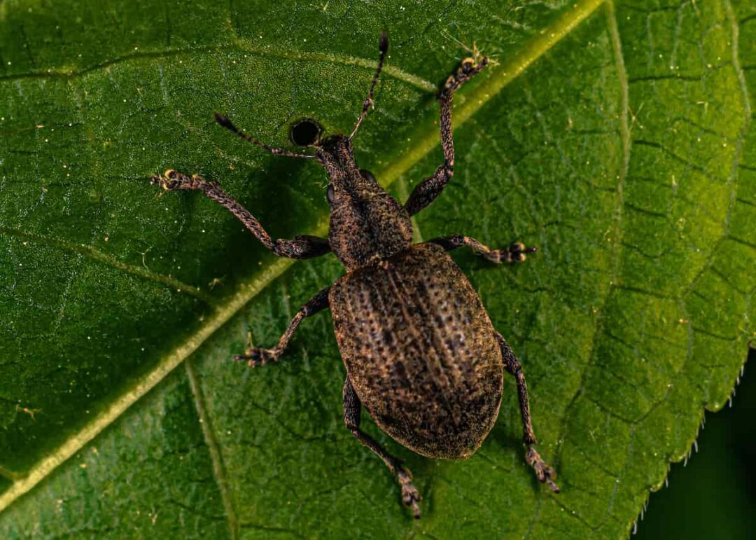 How to Identify and Eliminate Orange Tree Pests - Minneopa Orchards