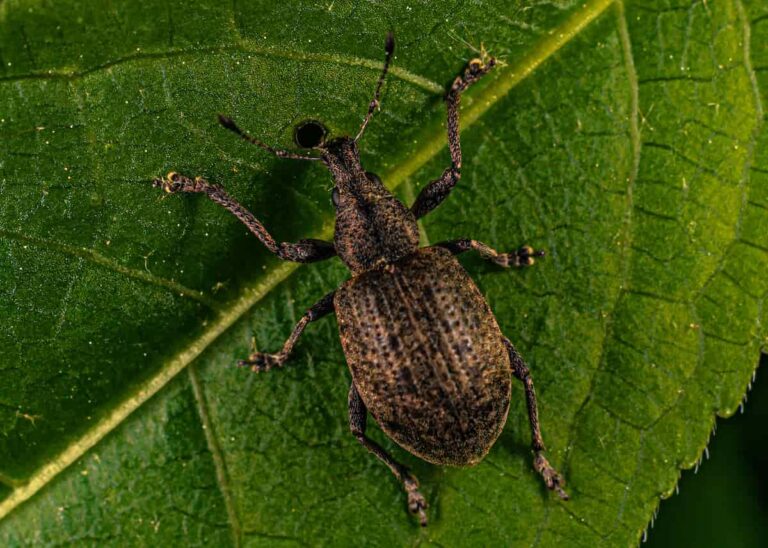 How to Identify and Eliminate Orange Tree Pests - Minneopa Orchards