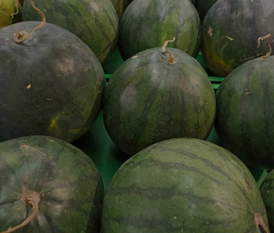 All About the Florida Giant Watermelon - Minneopa Orchards