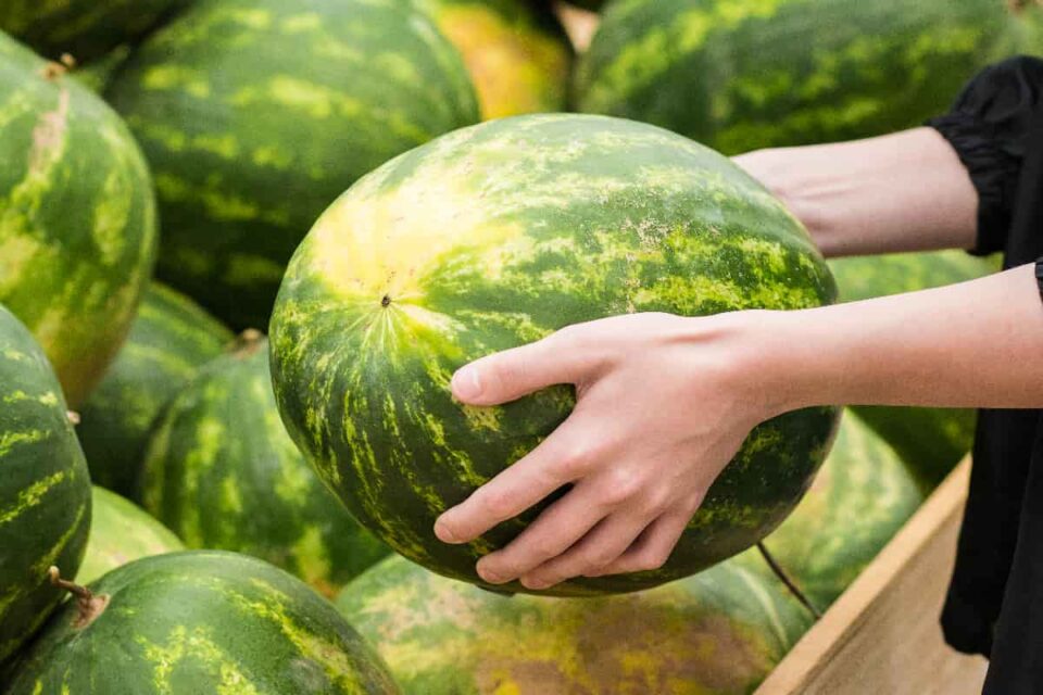 8 Kinds of Picnic Watermelons to Know About - Minneopa Orchards