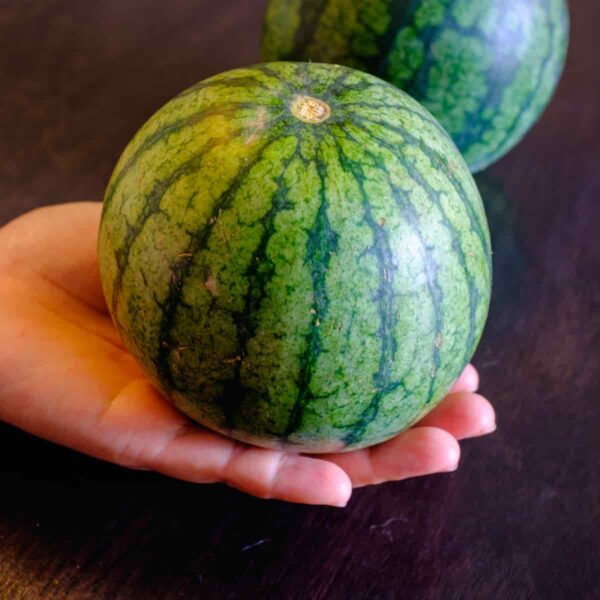 All About Seedless Watermelons - Minneopa Orchards