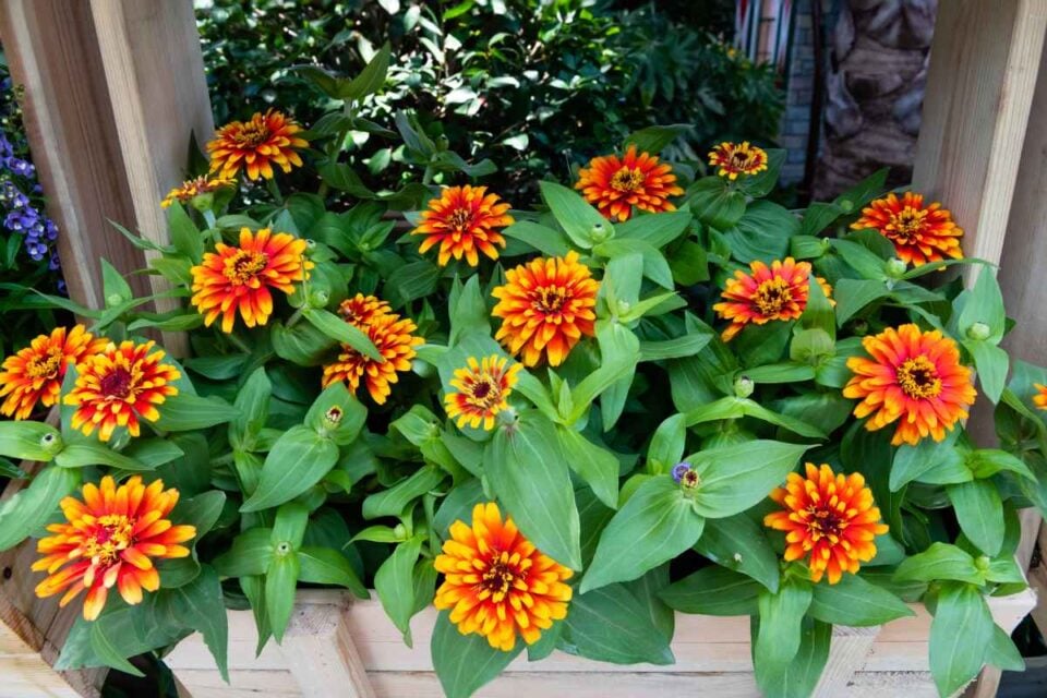 Zowie Yellow Flame Zinnias: Everything to Know About These Gorgeous ...