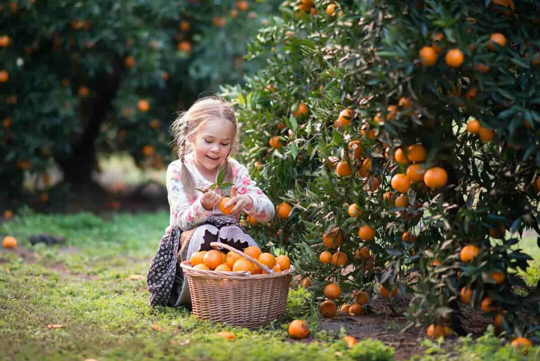 The 4 Best Orange Groves in Arizona - Minneopa Orchards
