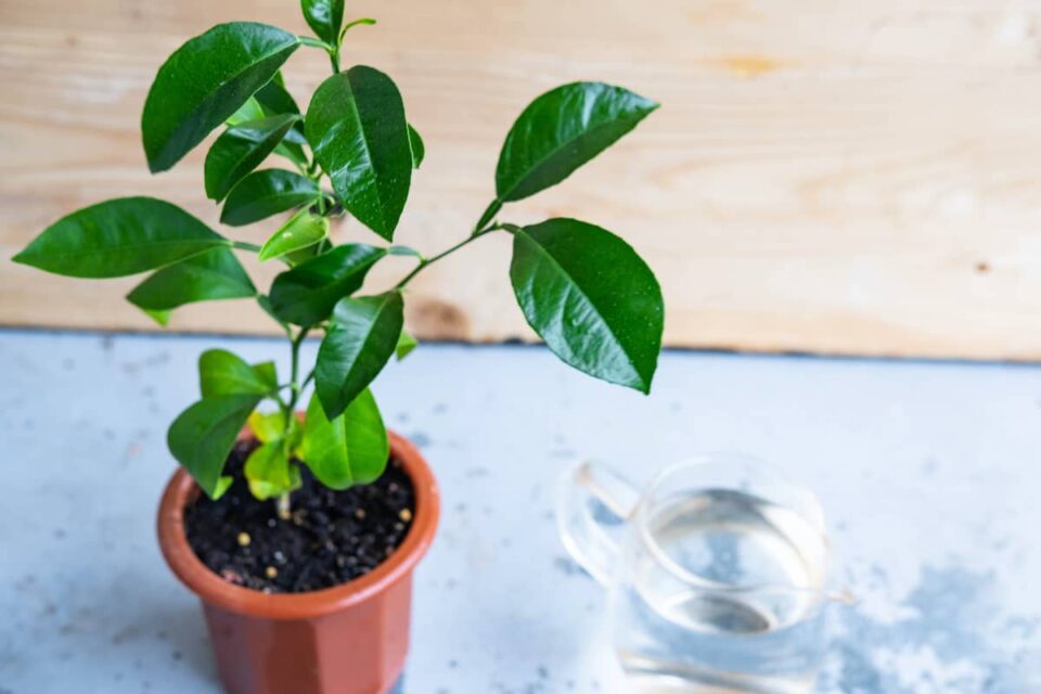 The Ponkan Tangerine Tree - Minneopa Orchards