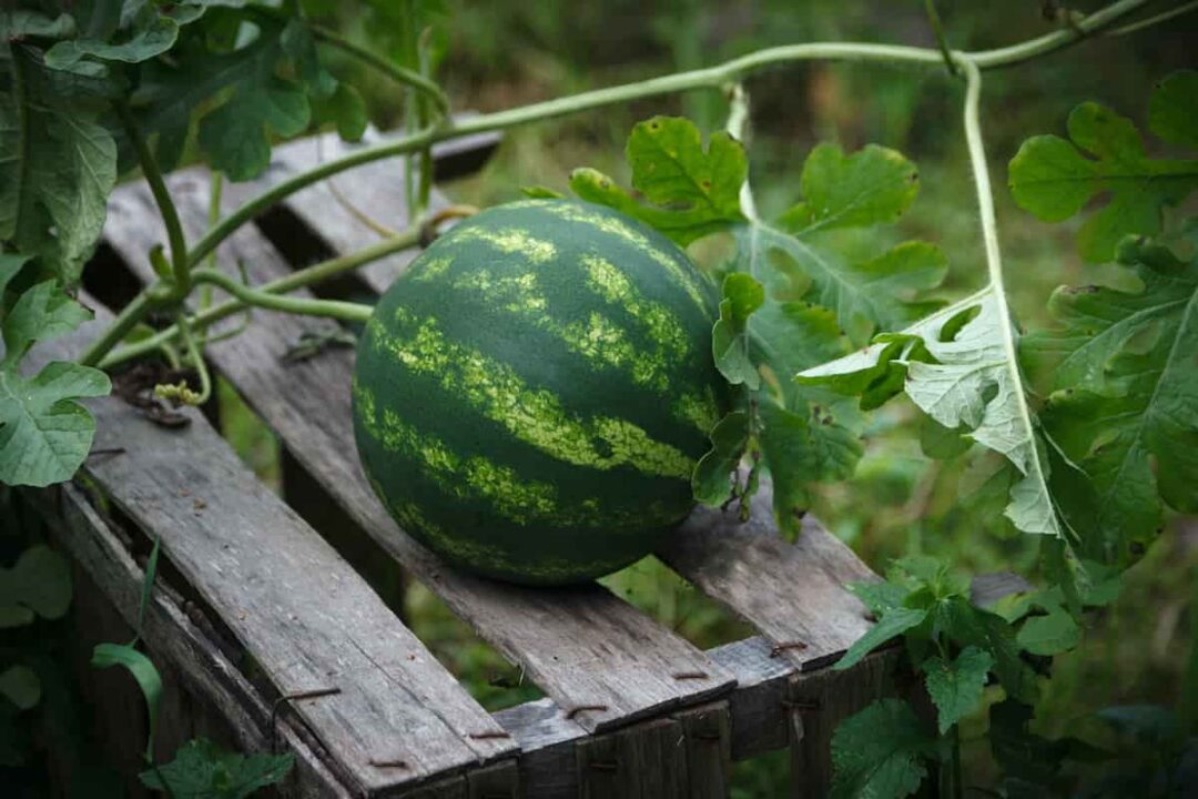 The Klondike Blue Watermelon - Minneopa Orchards