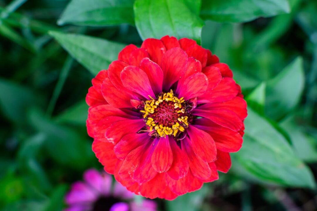 The 7 Best Types of Zinnias For Your Garden - Minneopa Orchards
