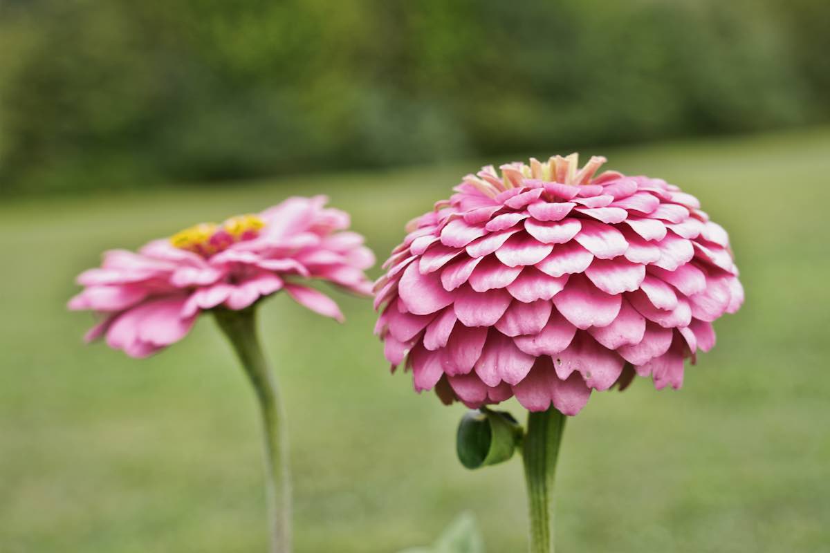 The 7 Best Types of Zinnias For Your Garden - Minneopa Orchards