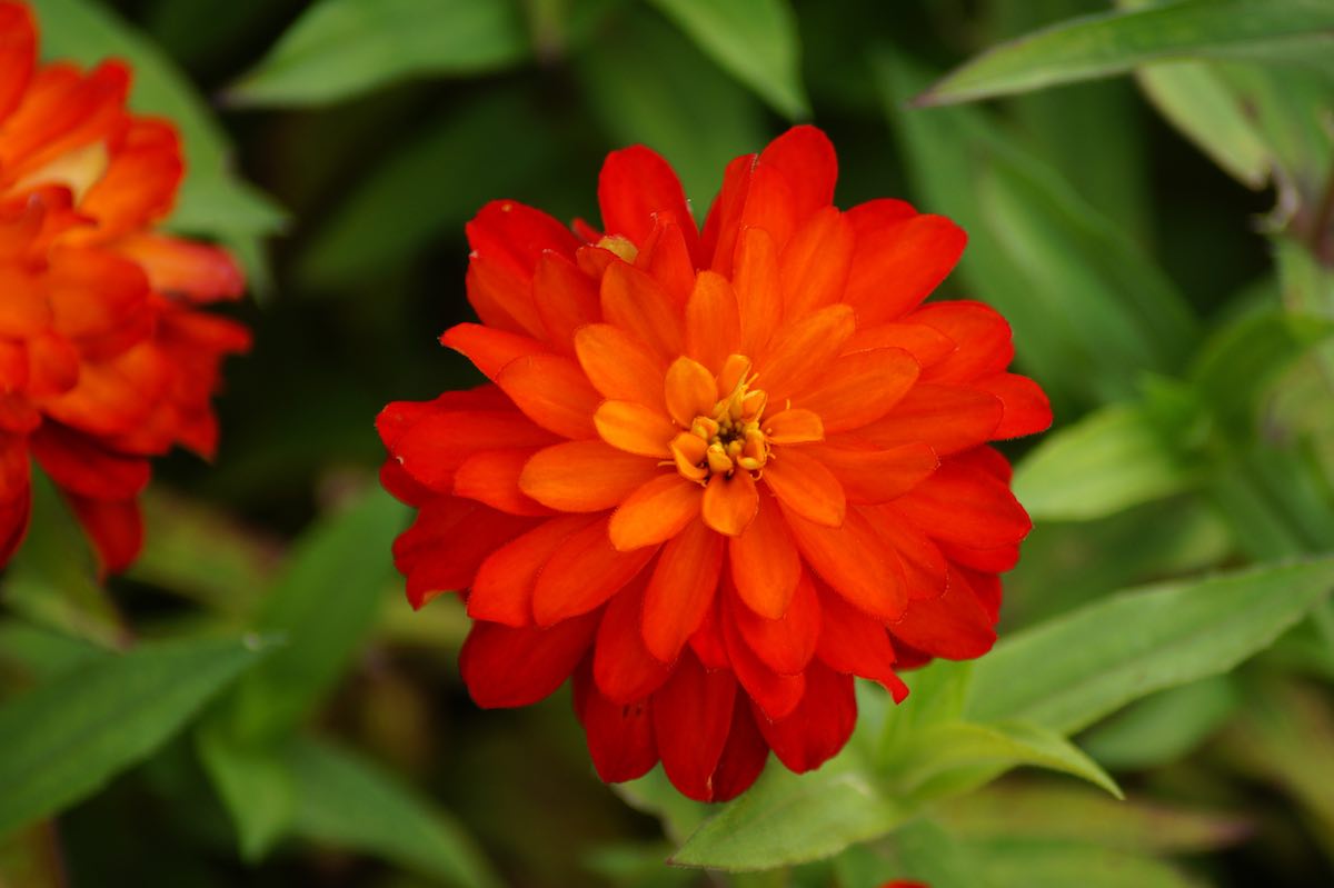 The 7 Best Types of Zinnias For Your Garden - Minneopa Orchards