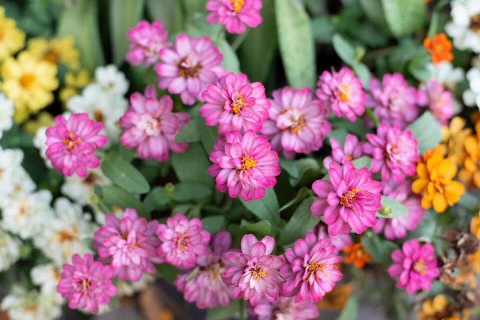 The 7 Best Types of Zinnias For Your Garden - Minneopa Orchards
