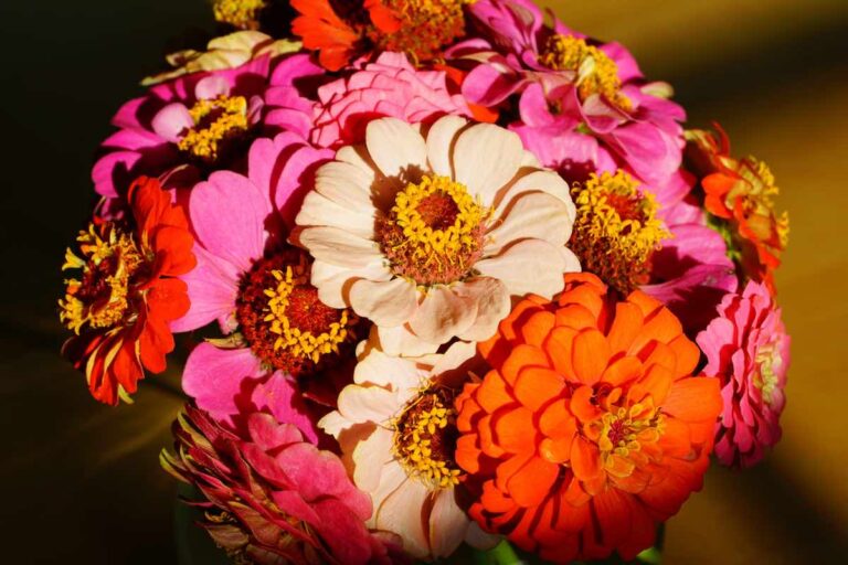The 7 Best Types of Zinnias For Your Garden - Minneopa Orchards