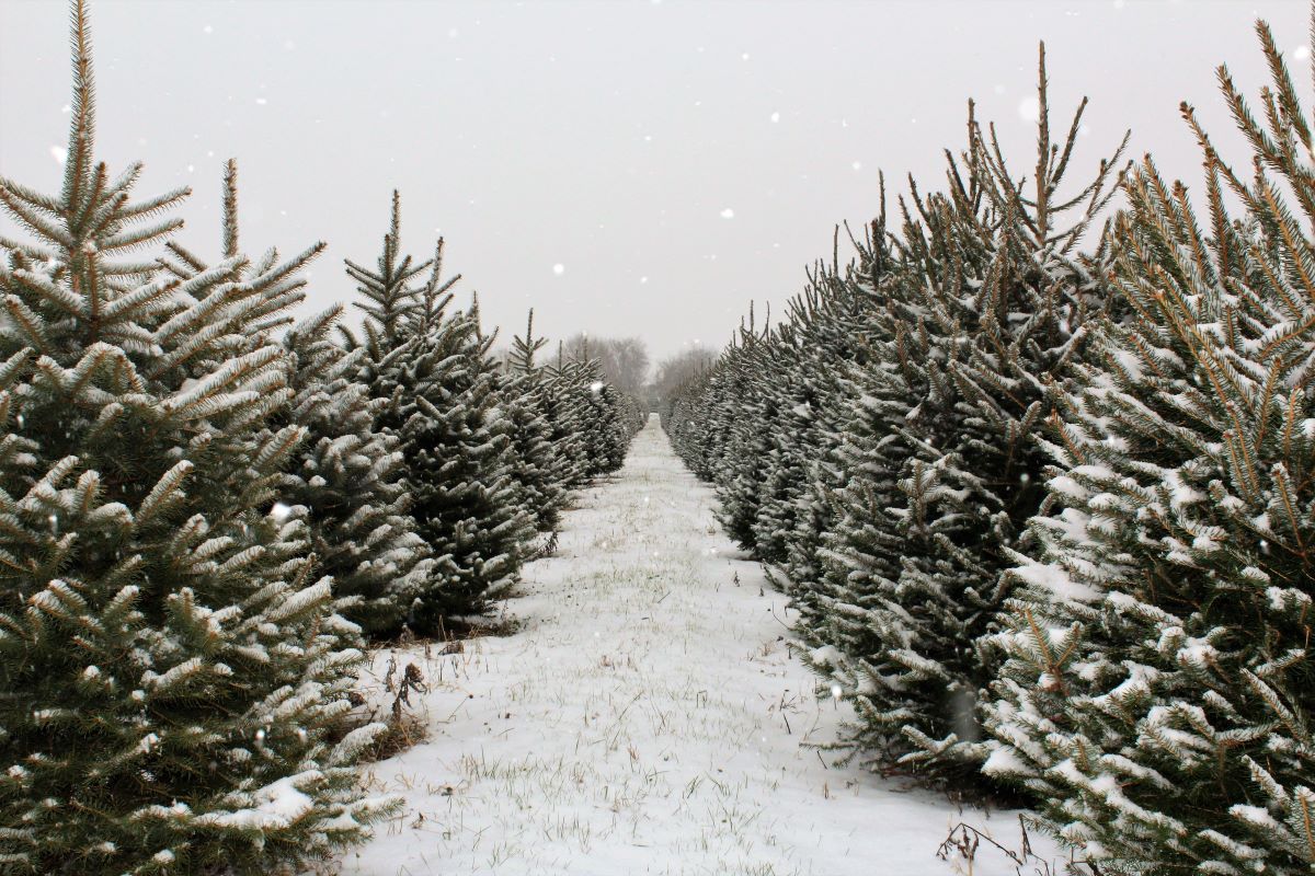 The Best Christmas Tree Farms By State - Minneopa Orchards